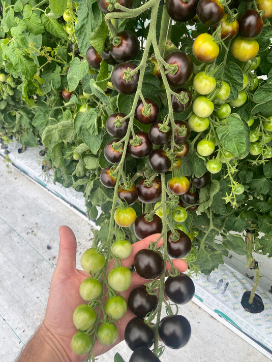Norfolk Healthy Produce