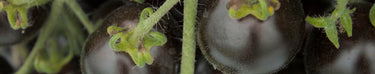 Tips for Growing Purple Tomatoes™ – Norfolk Healthy Produce